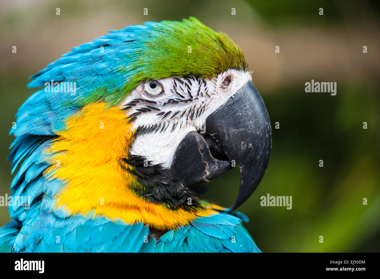 Longleat Parrot High Resolution Stock Photography and Images - Alamy