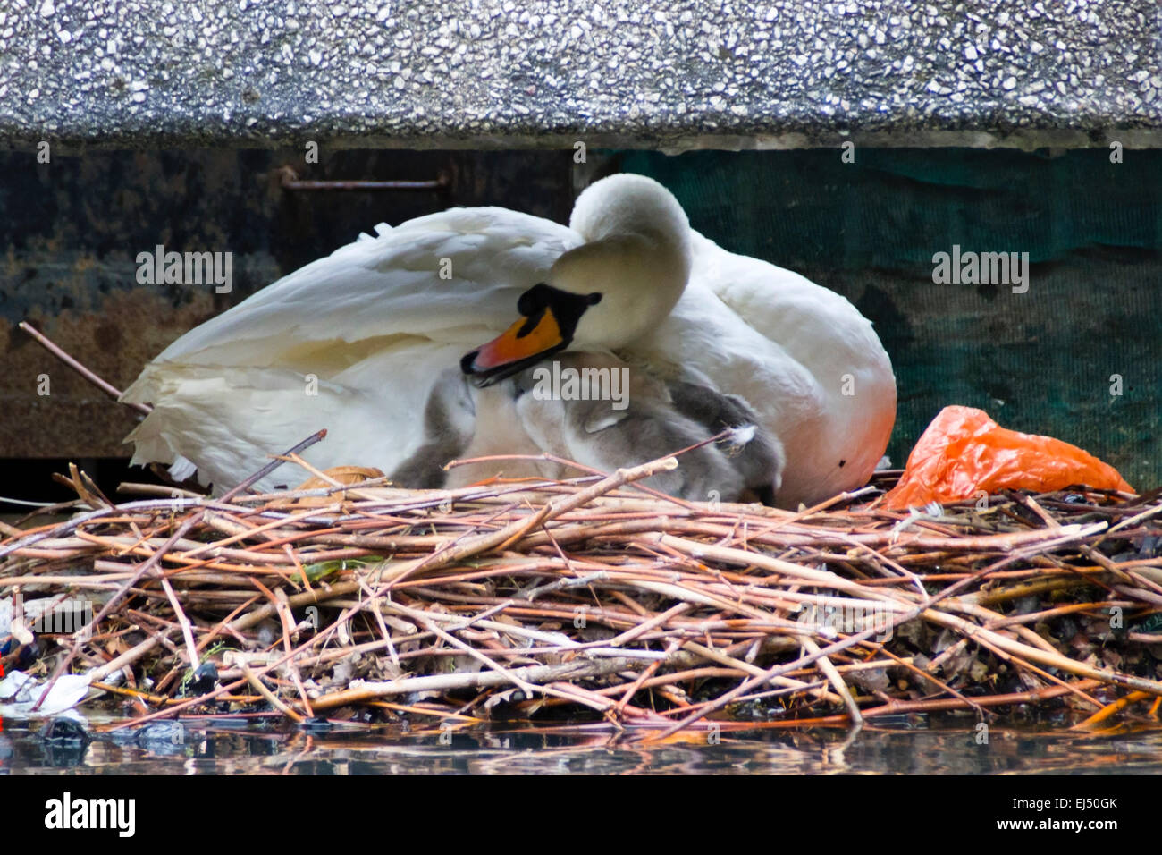 New born cygnets on nest, Wapping canal, London Stock Photo - Alamy