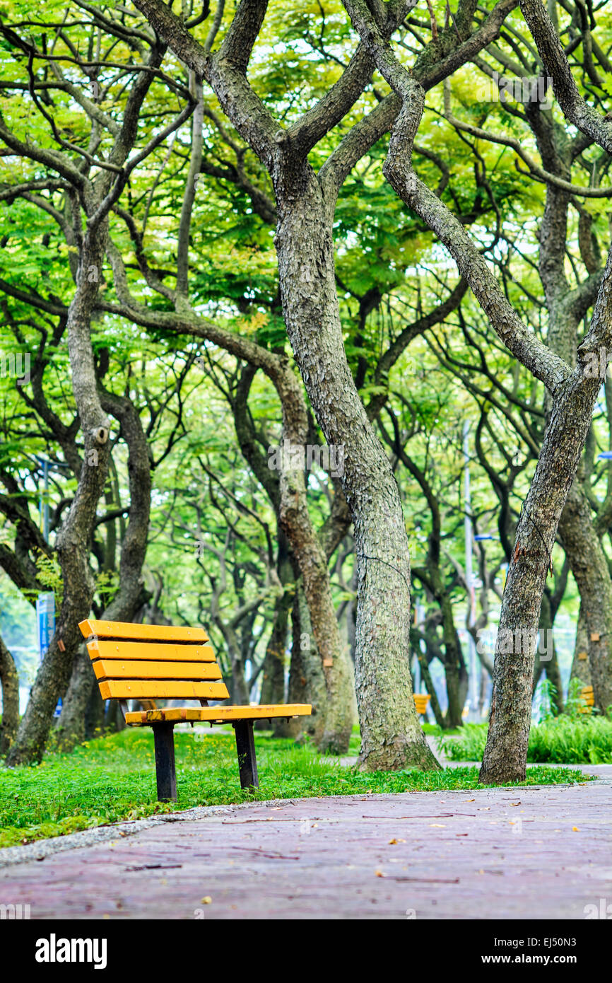 Plant tree green spring chair hi-res stock photography and images - Alamy