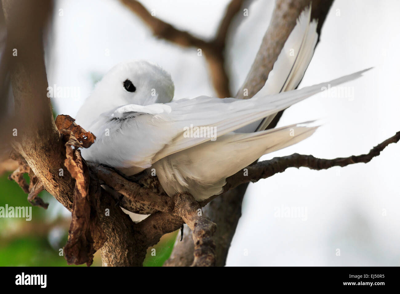 White tern incubates the egg on a tree branch Stock Photo - Alamy