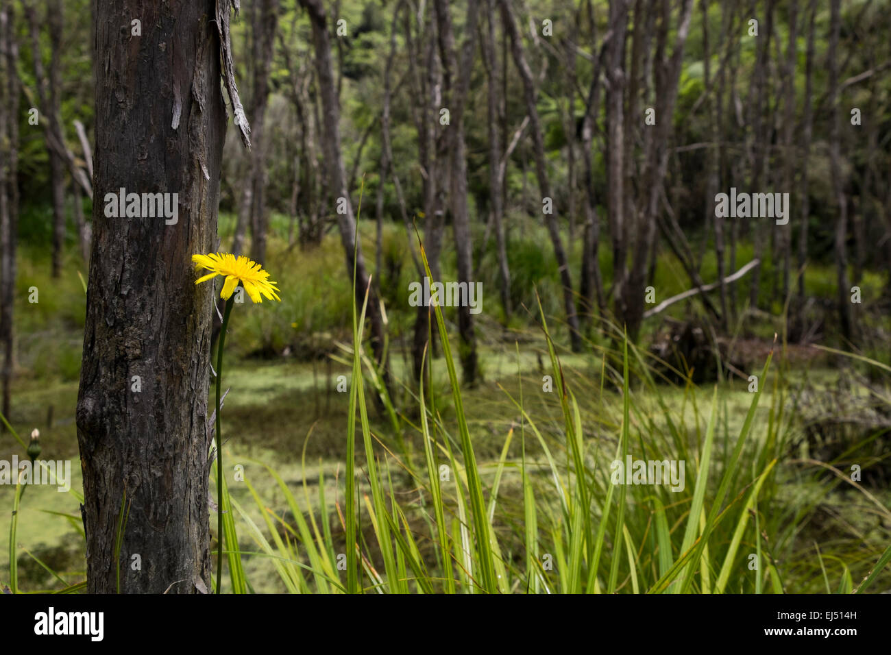 Dandelion and dead tree trunks, New Zealand Stock Photo - Alamy