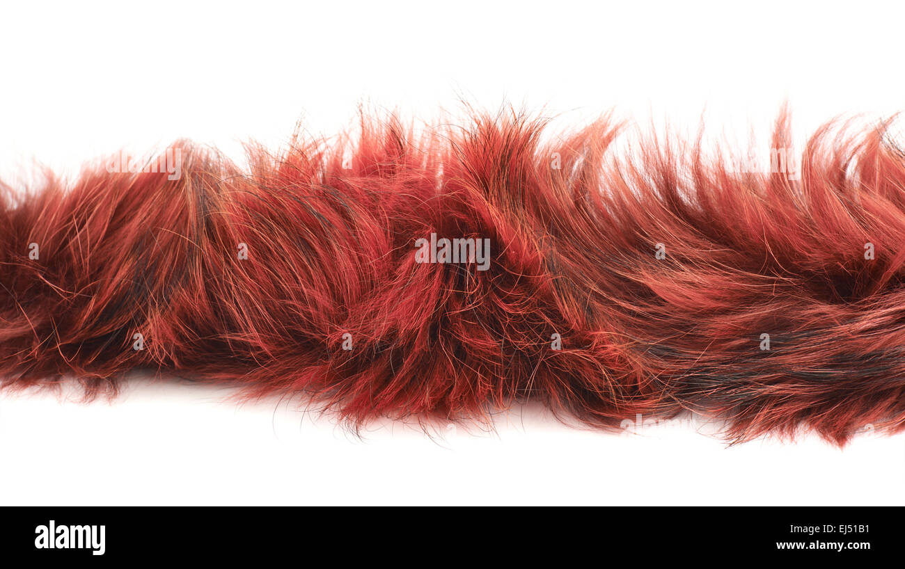 Strip of fur isolated Stock Photo - Alamy