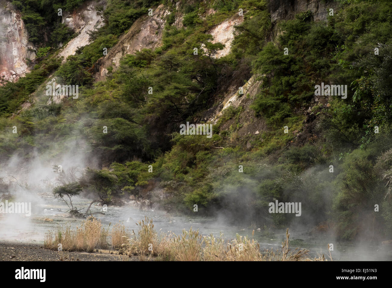 Nz bush and geothermal hi-res stock photography and images - Alamy