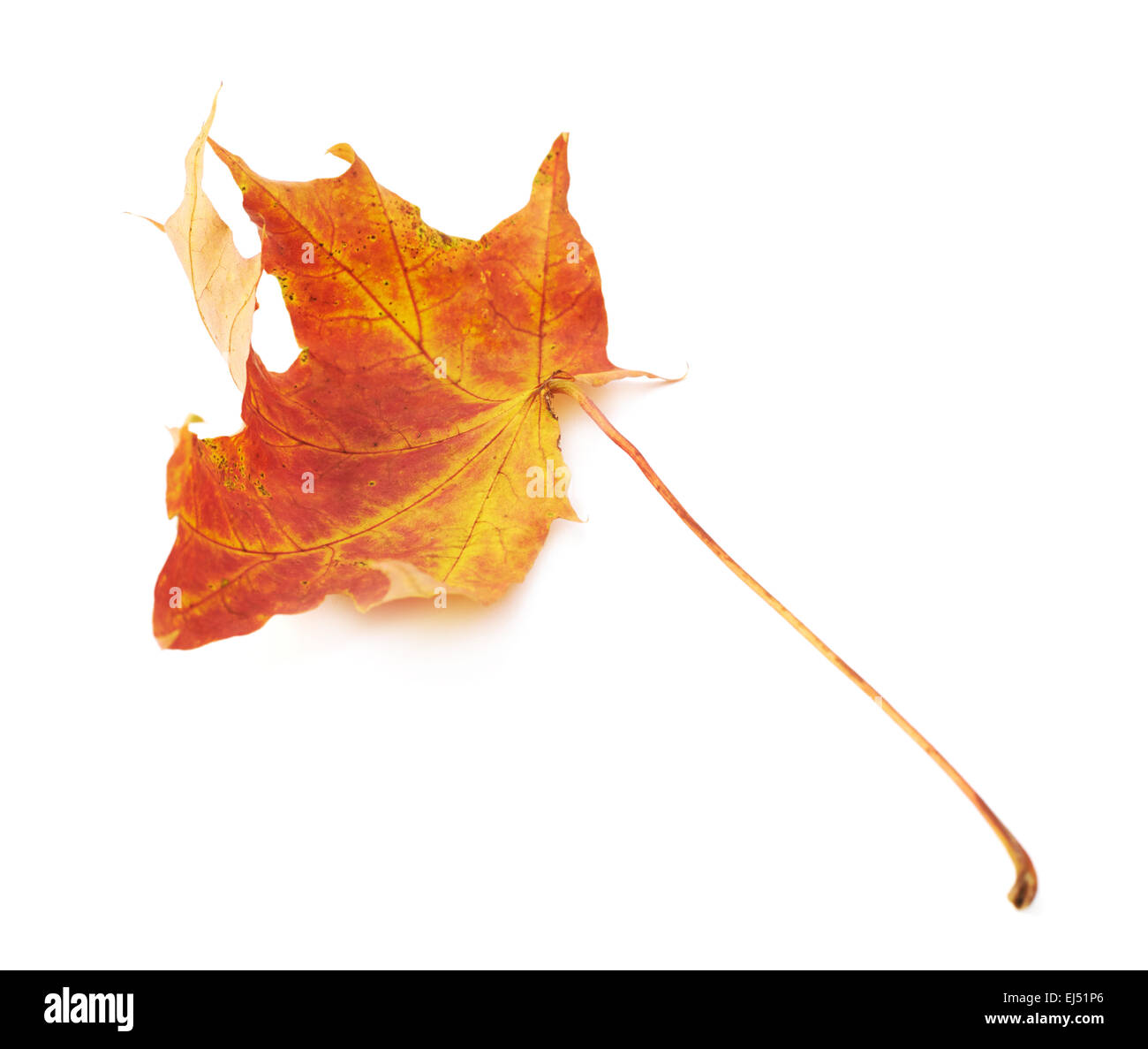 Red autumn maple leaf Stock Photo - Alamy