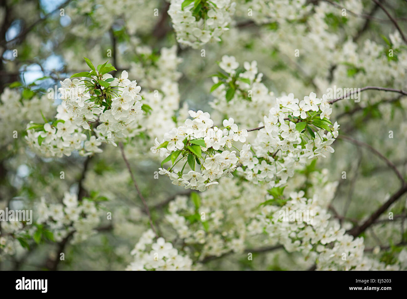 Cherry tree flowers Stock Photo - Alamy
