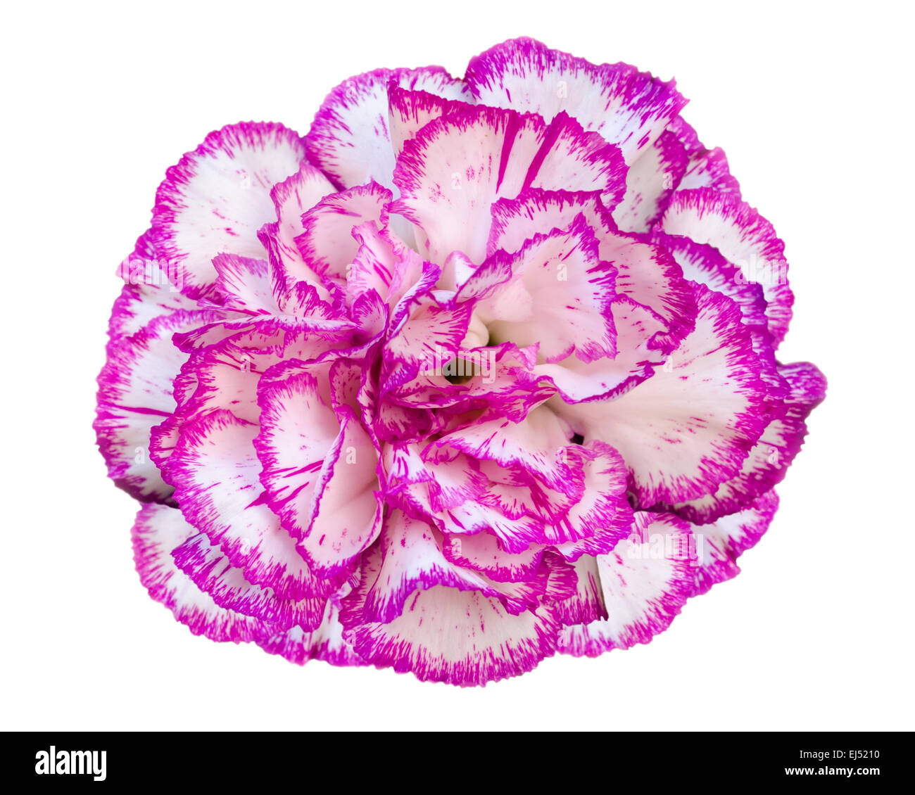 Top view beautiful multicolor carnation flower isolated on white ...