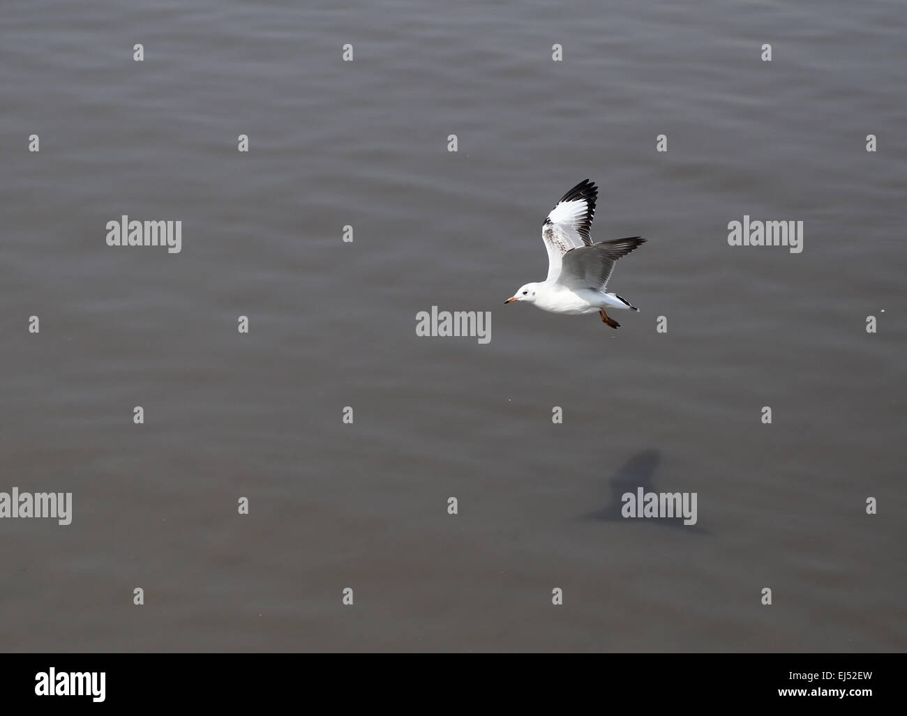 Seagull flying at Bang Pu beach, Thailand Stock Photo - Alamy