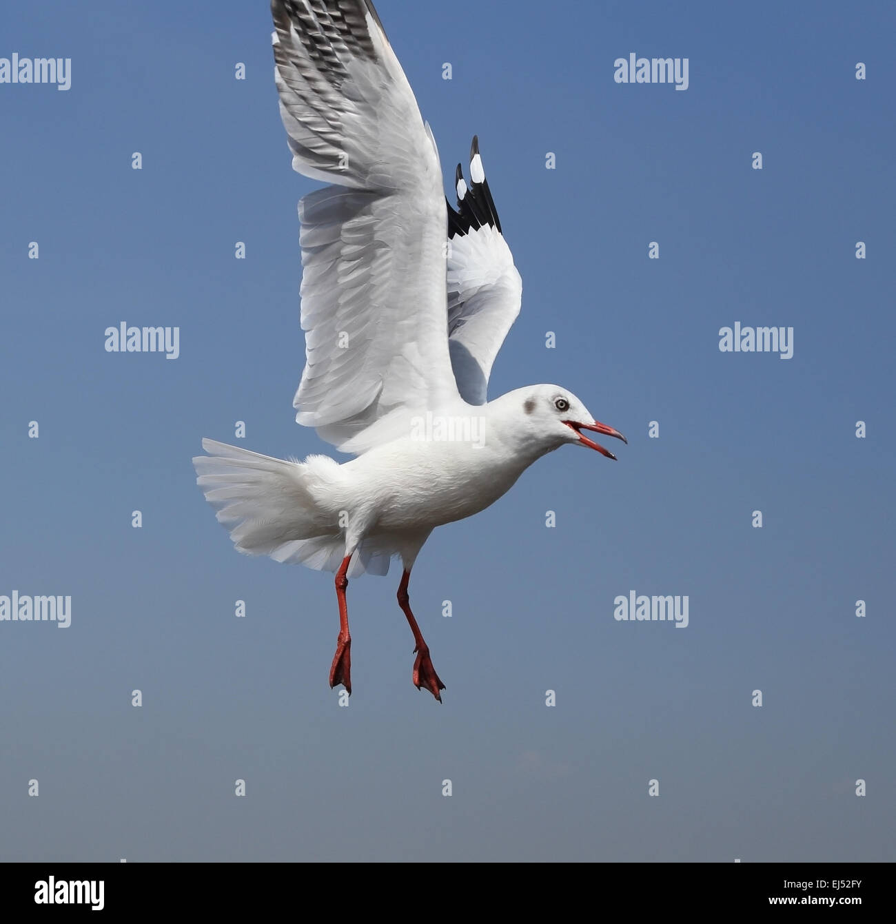 Seagull flying under the sky at Bang Pu beach, Thailand Stock Photo - Alamy
