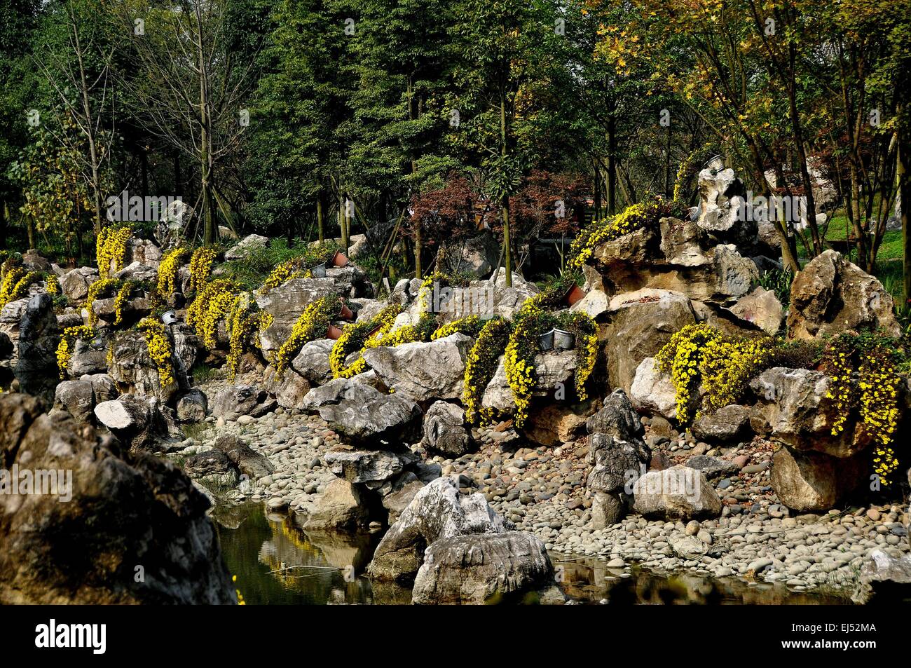 Qingbaijiang, China: Sprays of yellow button Chrysanthemums cascade ...