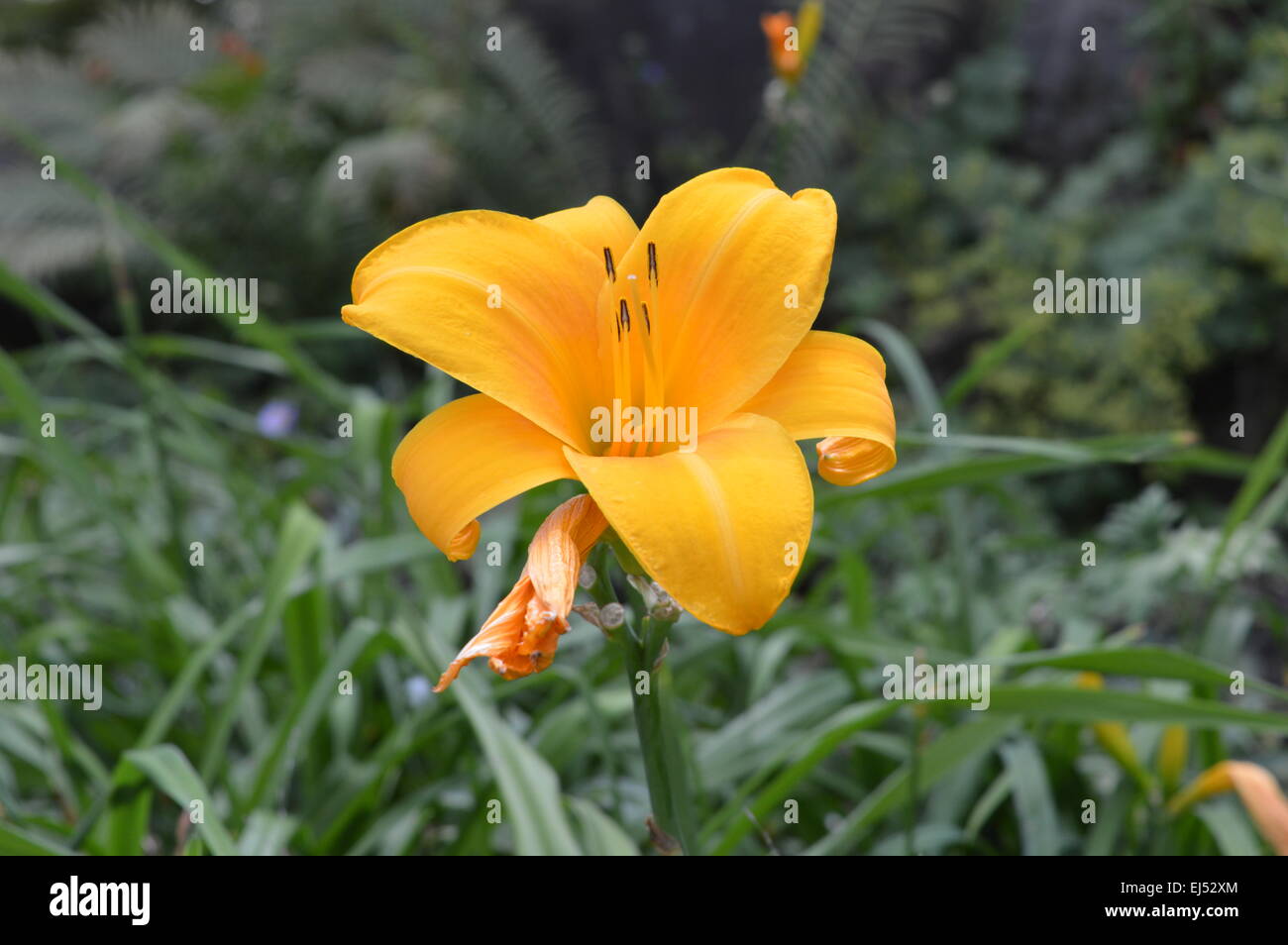 Yellow lily in flower hi-res stock photography and images - Alamy