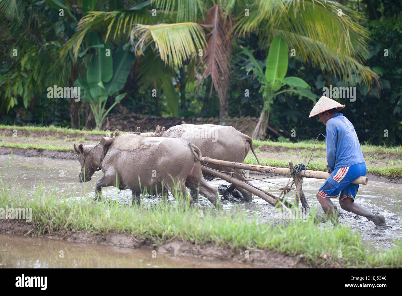 Preparing a paddy field in Indonesia Stock Photo - Alamy