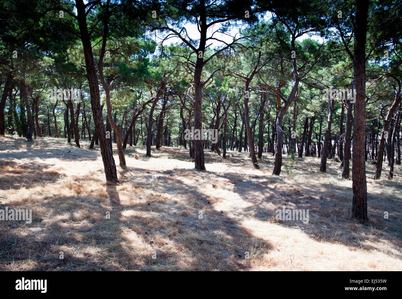 The woods around Mytilene Castle in Mytilene in Lesbos, Greece Stock ...
