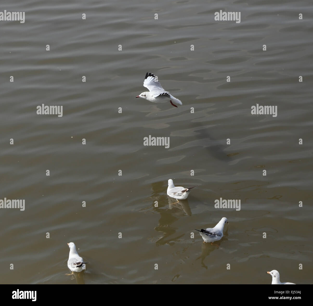 Seagull flying at Bang Pu beach, Thailand Stock Photo - Alamy