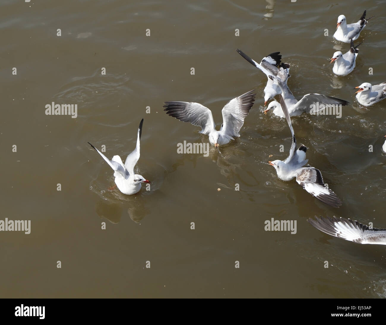 Seagull swimming on the sea at Bang Pu beach, Thailand Stock Photo - Alamy