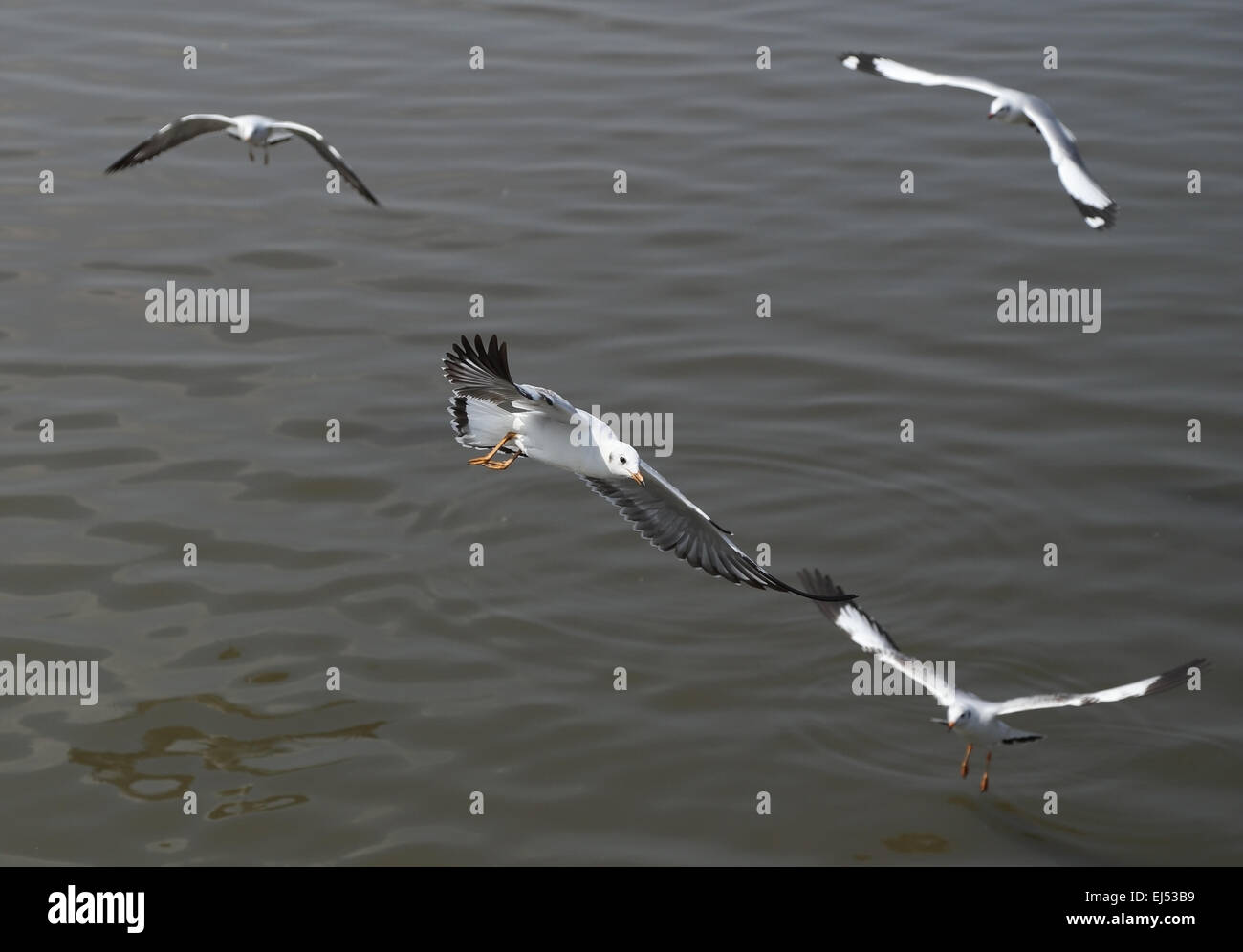 Seagull flying at Bang Pu beach, Thailand Stock Photo - Alamy