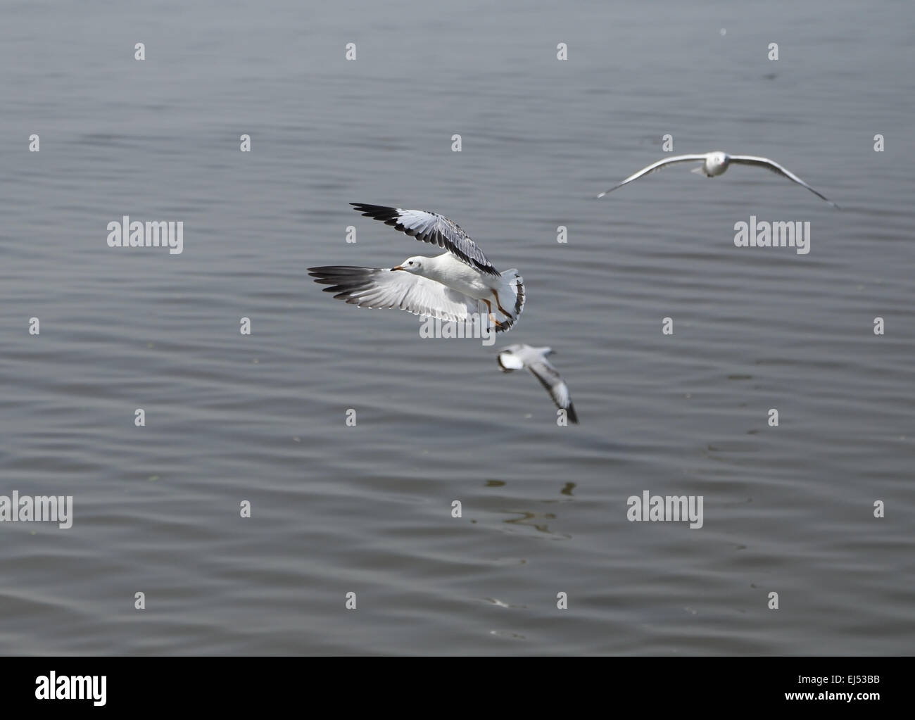 Seagull flying at Bang Pu beach, Thailand Stock Photo - Alamy