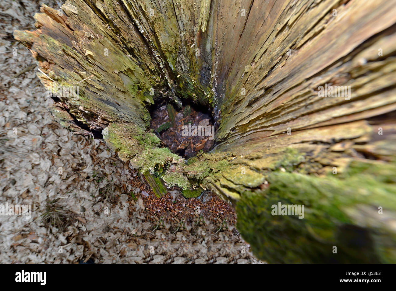 Poland, Bialowieza NP, internal decaying conifer Stock Photo - Alamy