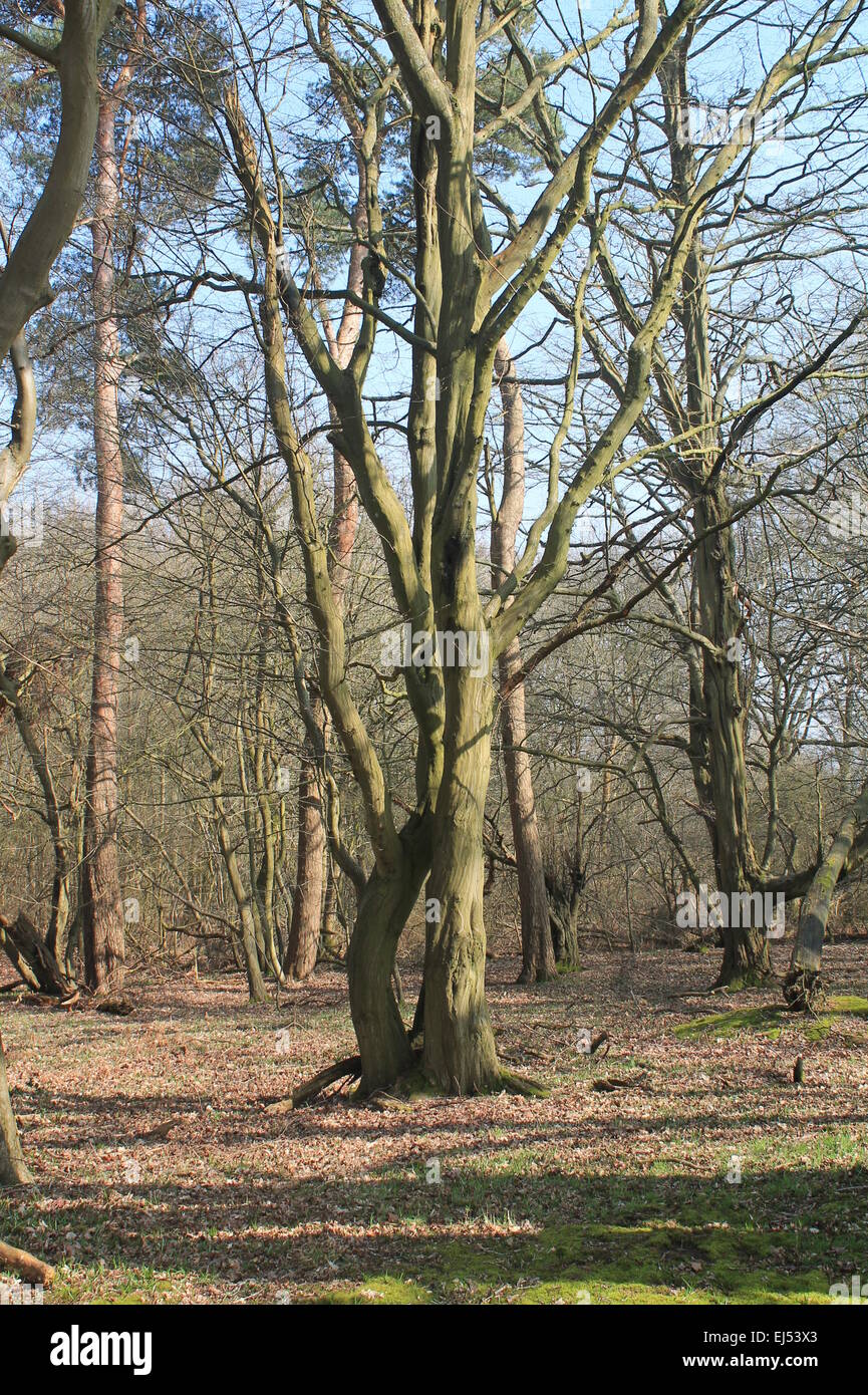 Understorey tree hi-res stock photography and images - Alamy