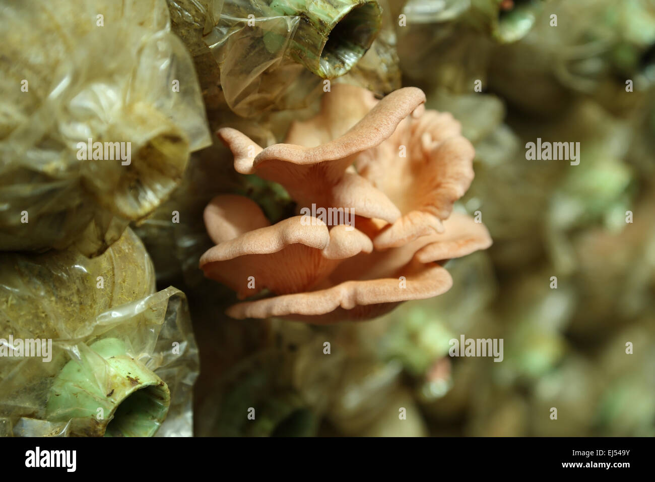 Pink Oyster Mushroom Pleurotus Djamor On Spawn Bags Growing In A Farm