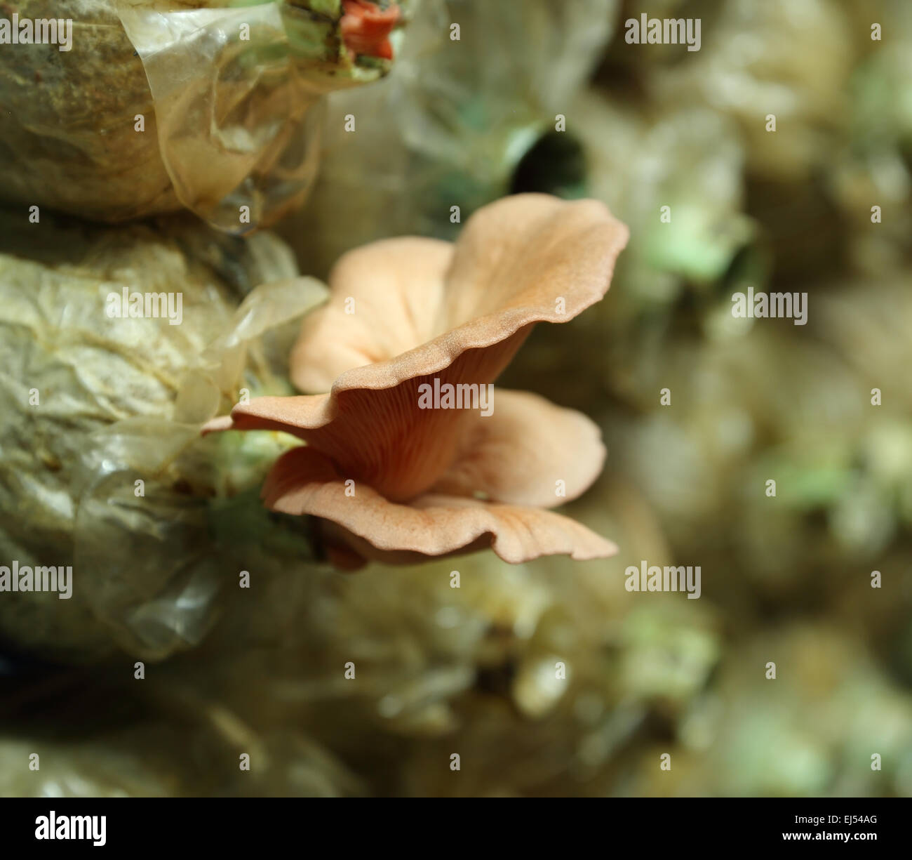 Pink Oyster Mushroom Pleurotus Djamor On Spawn Bags Growing In A Farm