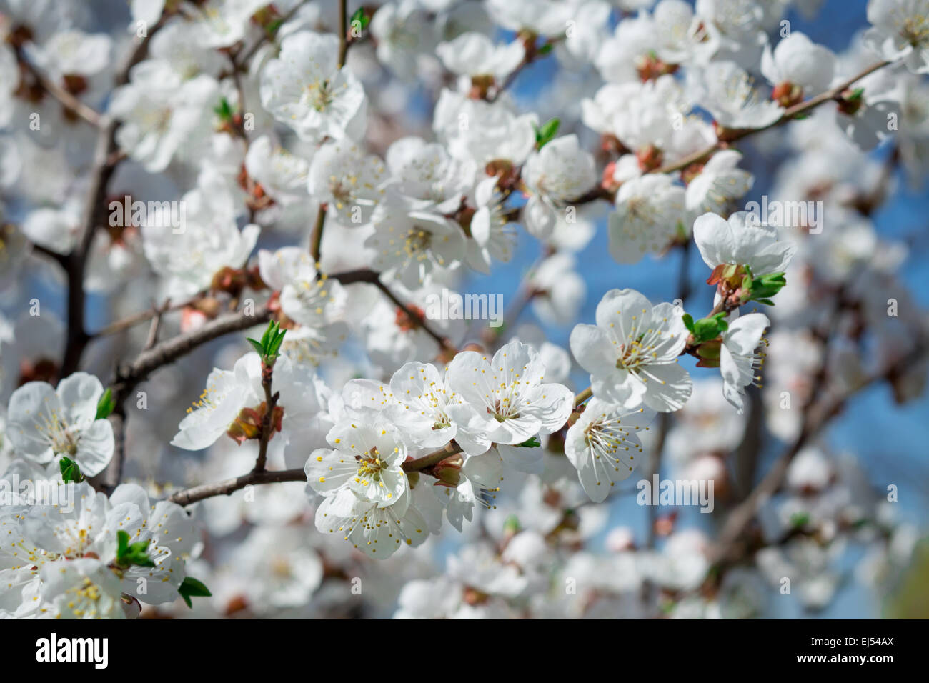 Branches of a blossoming tree with white flowers Stock Photo - Alamy