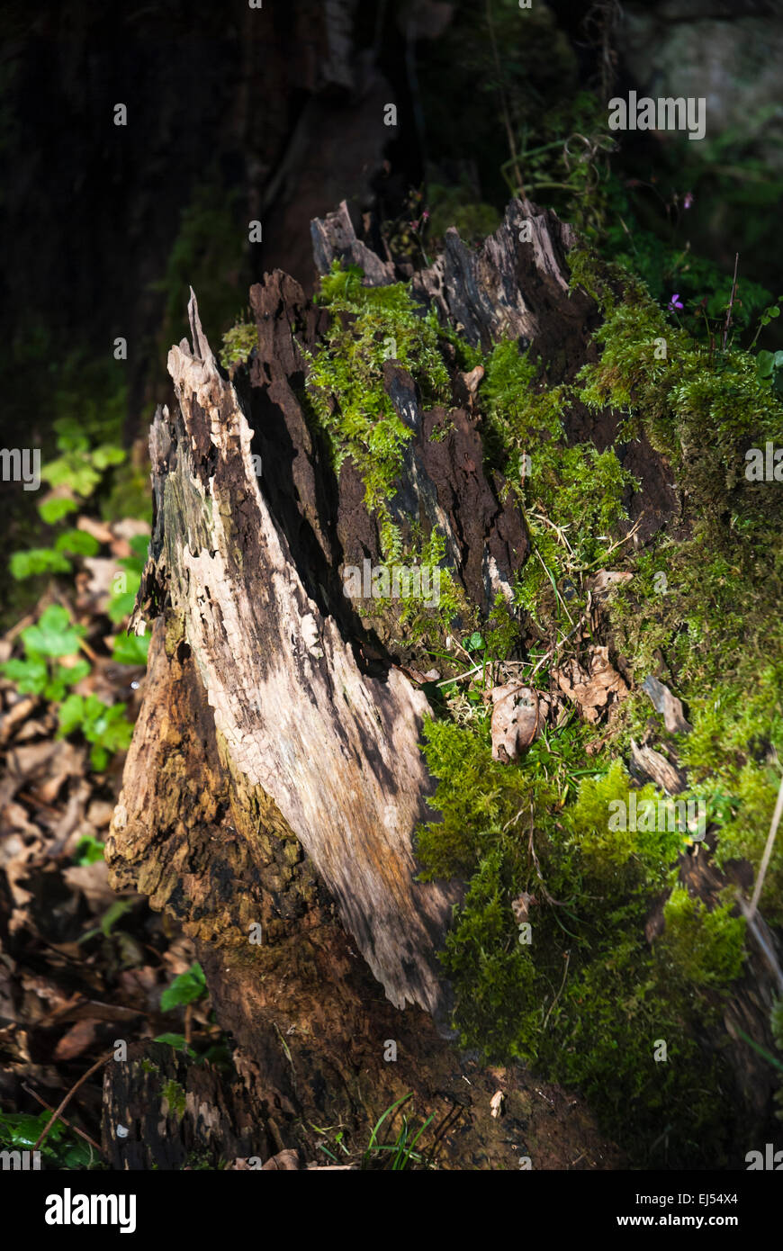 Light shining on a tree stump in a dark wood Stock Photo - Alamy