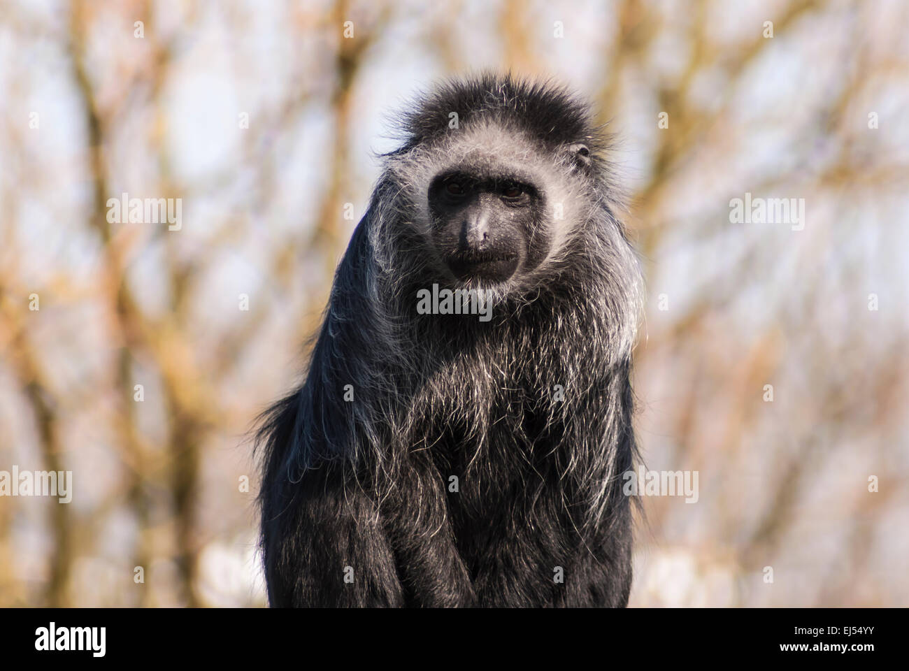 A photograph of a captive Black colobus monkey, Colobus satanas Stock ...