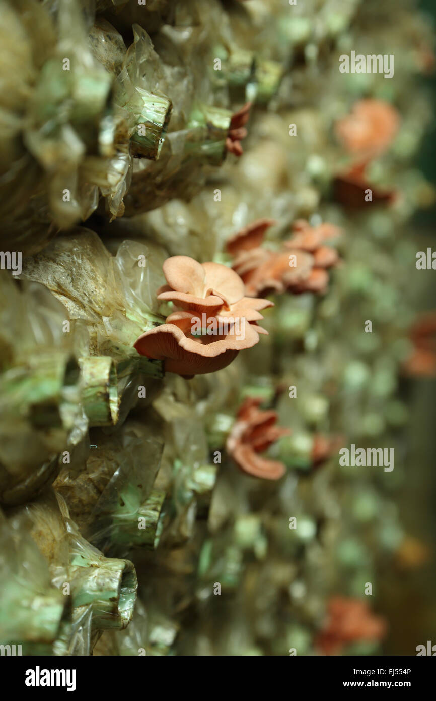 Pink oyster mushroom (Pleurotus djamor) on spawn bags growing in a farm ...