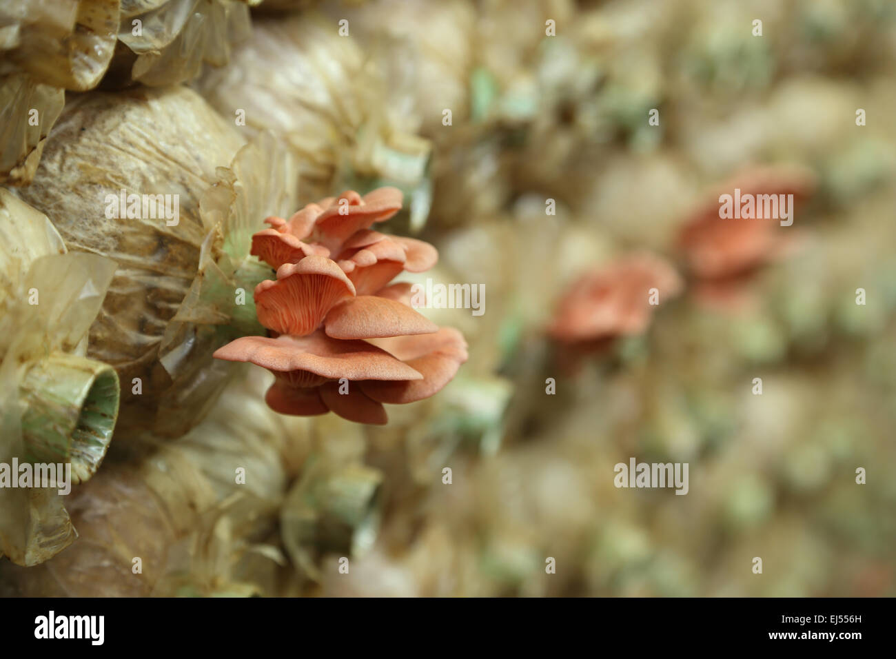 Pink oyster mushroom (Pleurotus djamor) on spawn bags growing in a farm ...