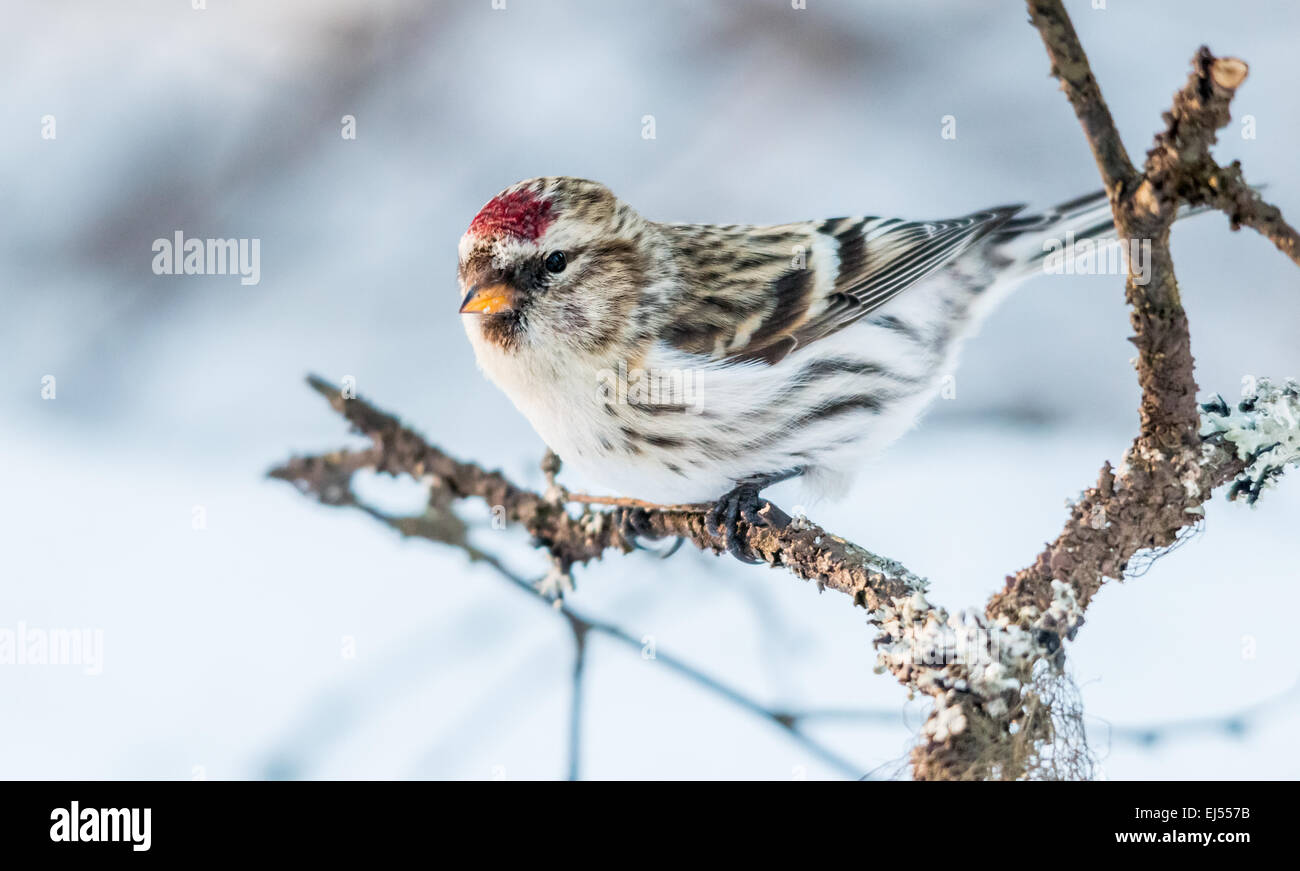 Common redpoll (Carduelis flammea Stock Photo - Alamy