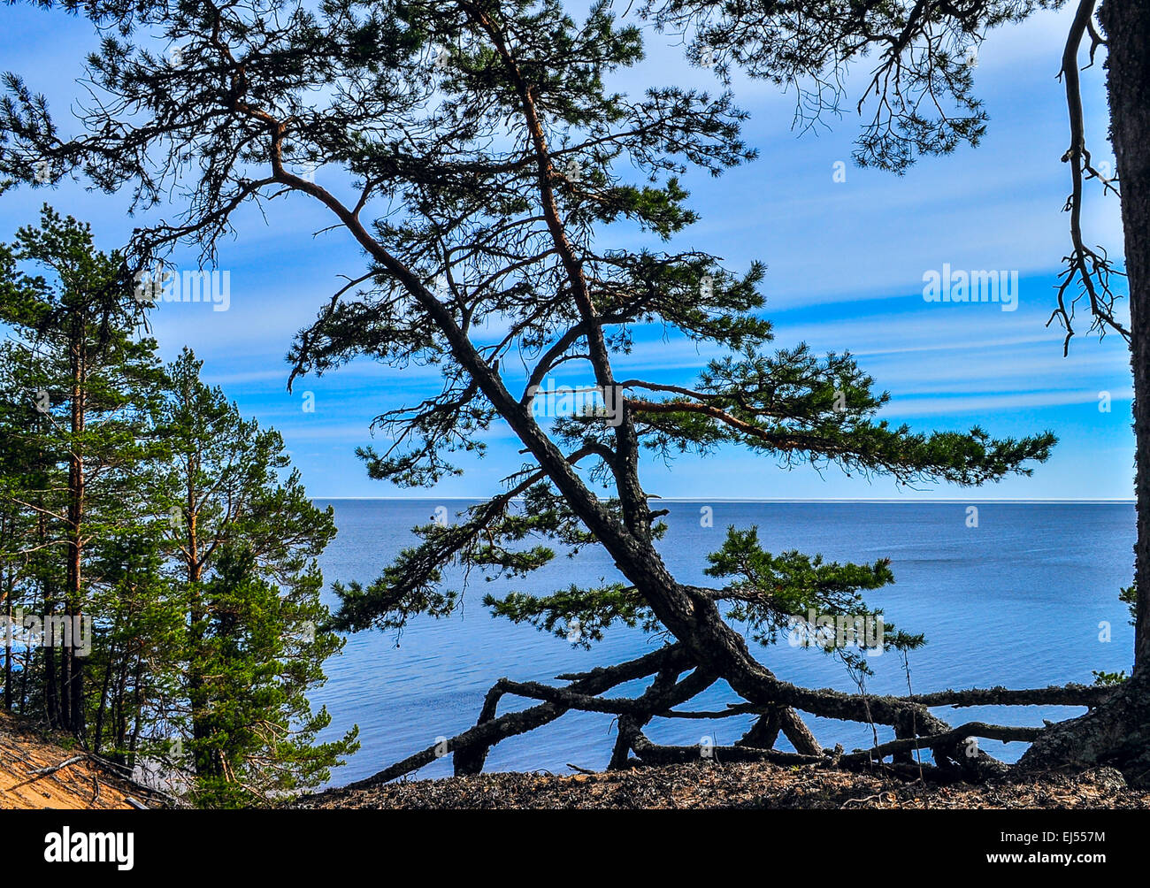 The pine running Stock Photo - Alamy