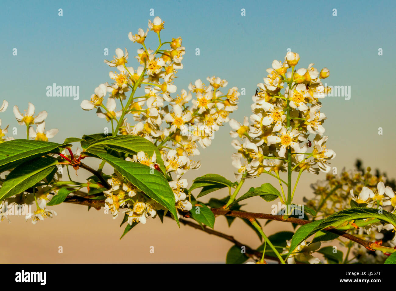 Bird cherry branch Stock Photo - Alamy