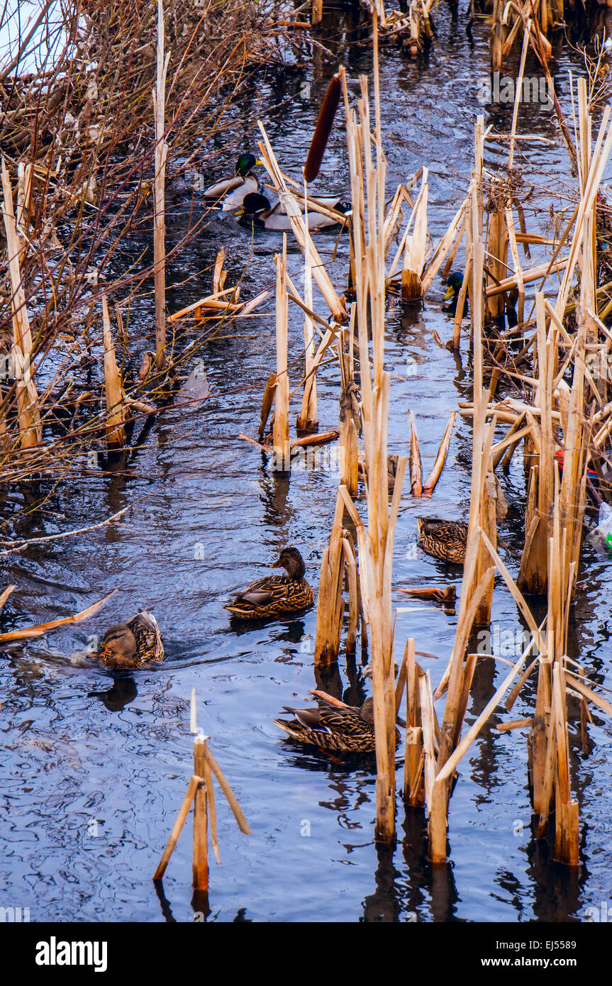 Ducks in canes Stock Photo - Alamy