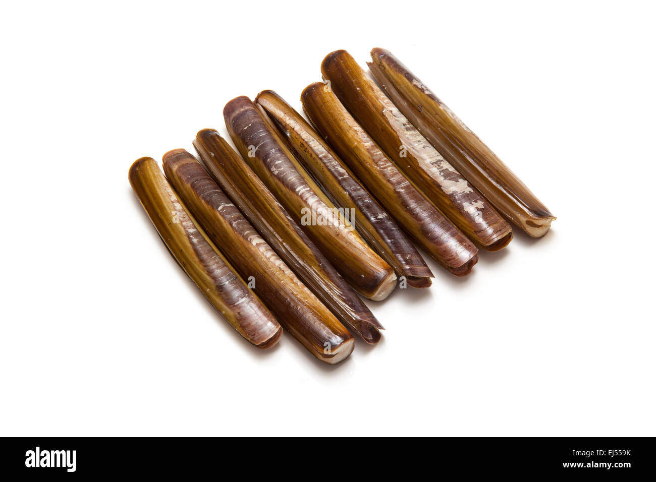 Raw Razor Clams isolated on a white studio background Stock Photo - Alamy