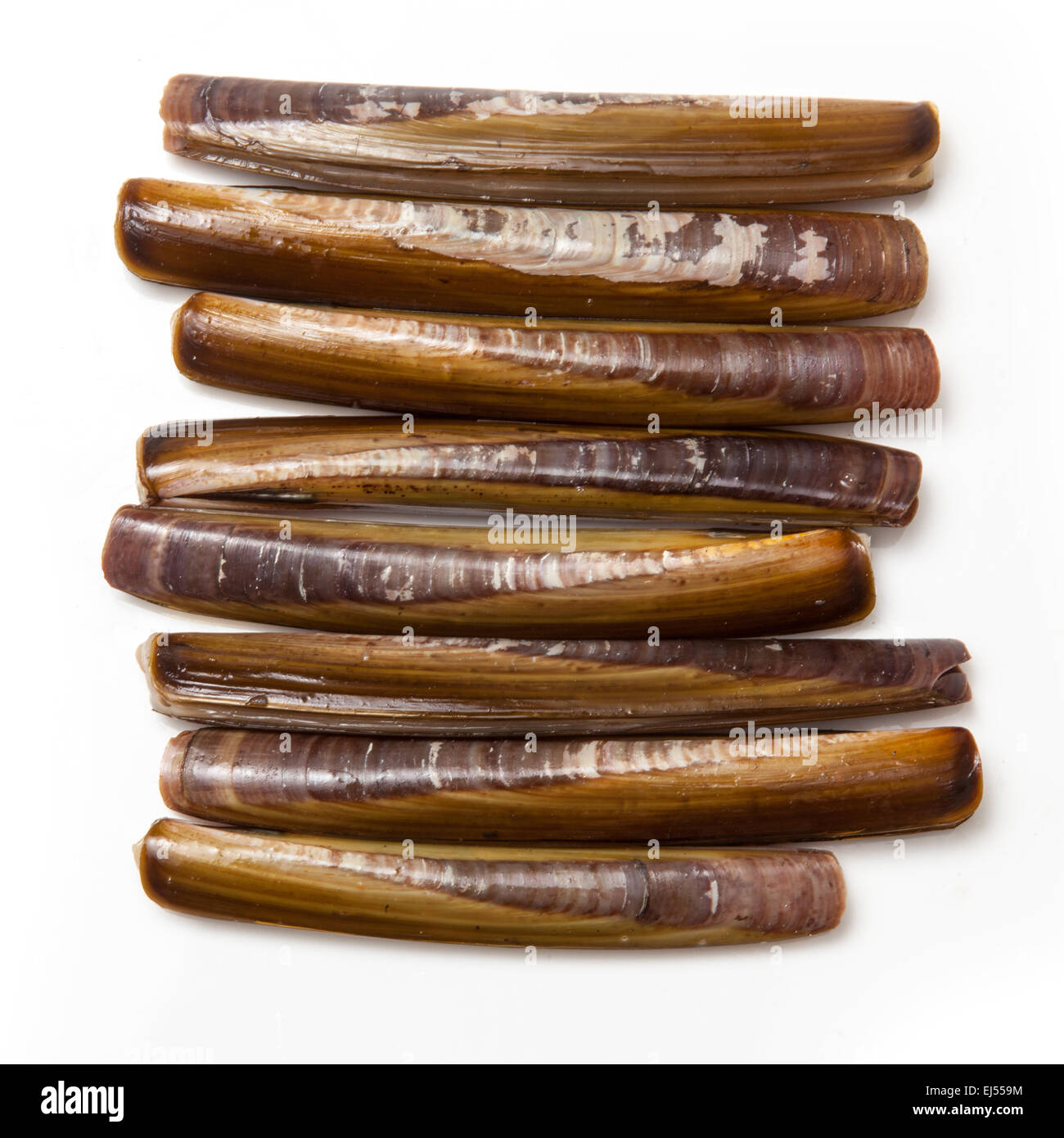 Raw Razor Clams isolated on a white studio background Stock Photo - Alamy