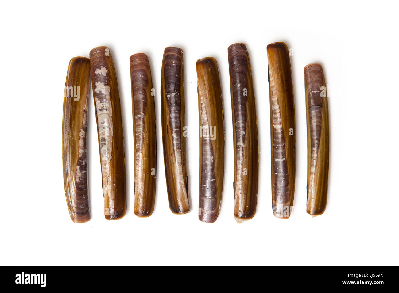 Razor clams hi-res stock photography and images - Alamy