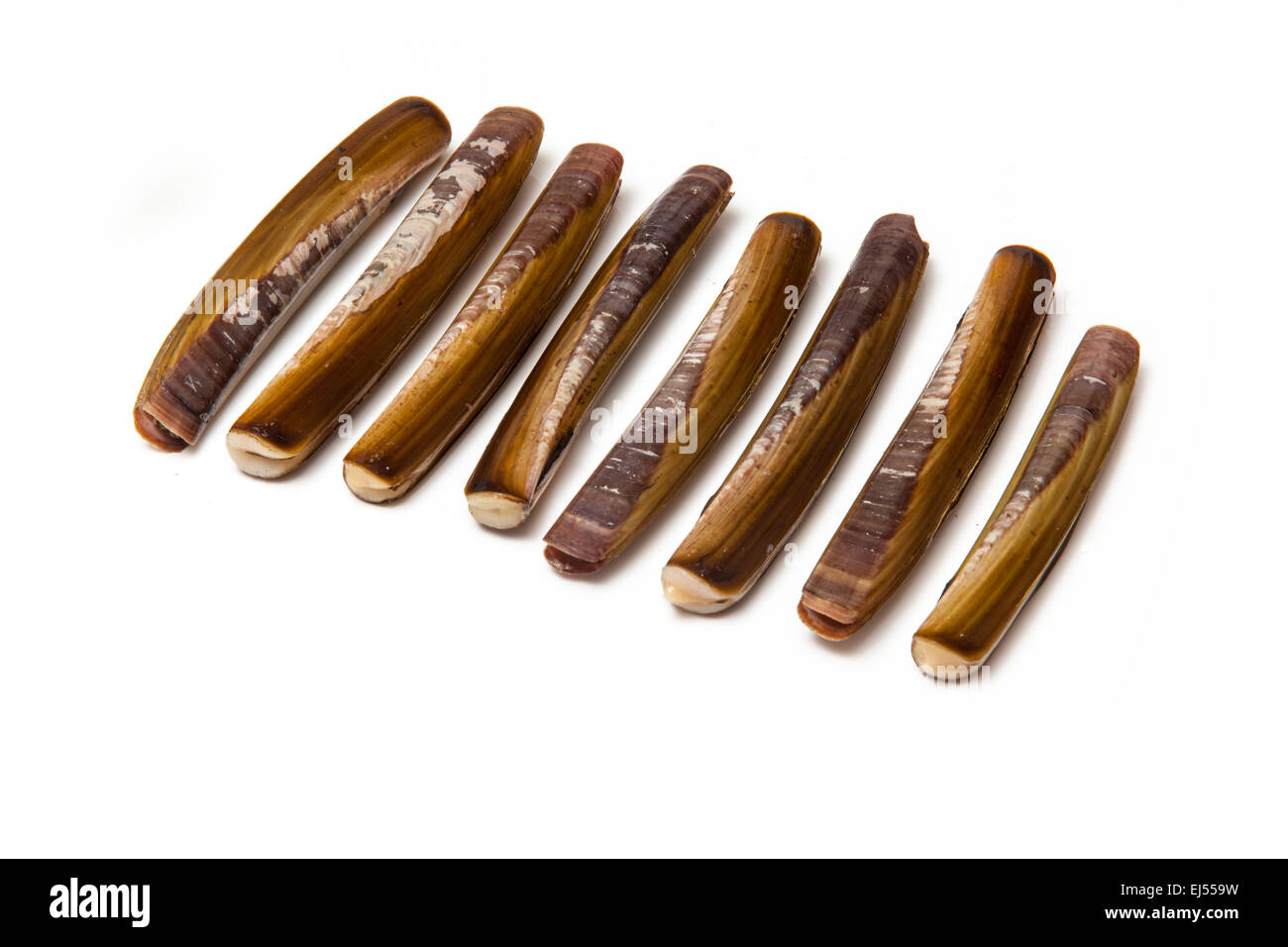 Raw Razor Clams isolated on a white studio background Stock Photo - Alamy