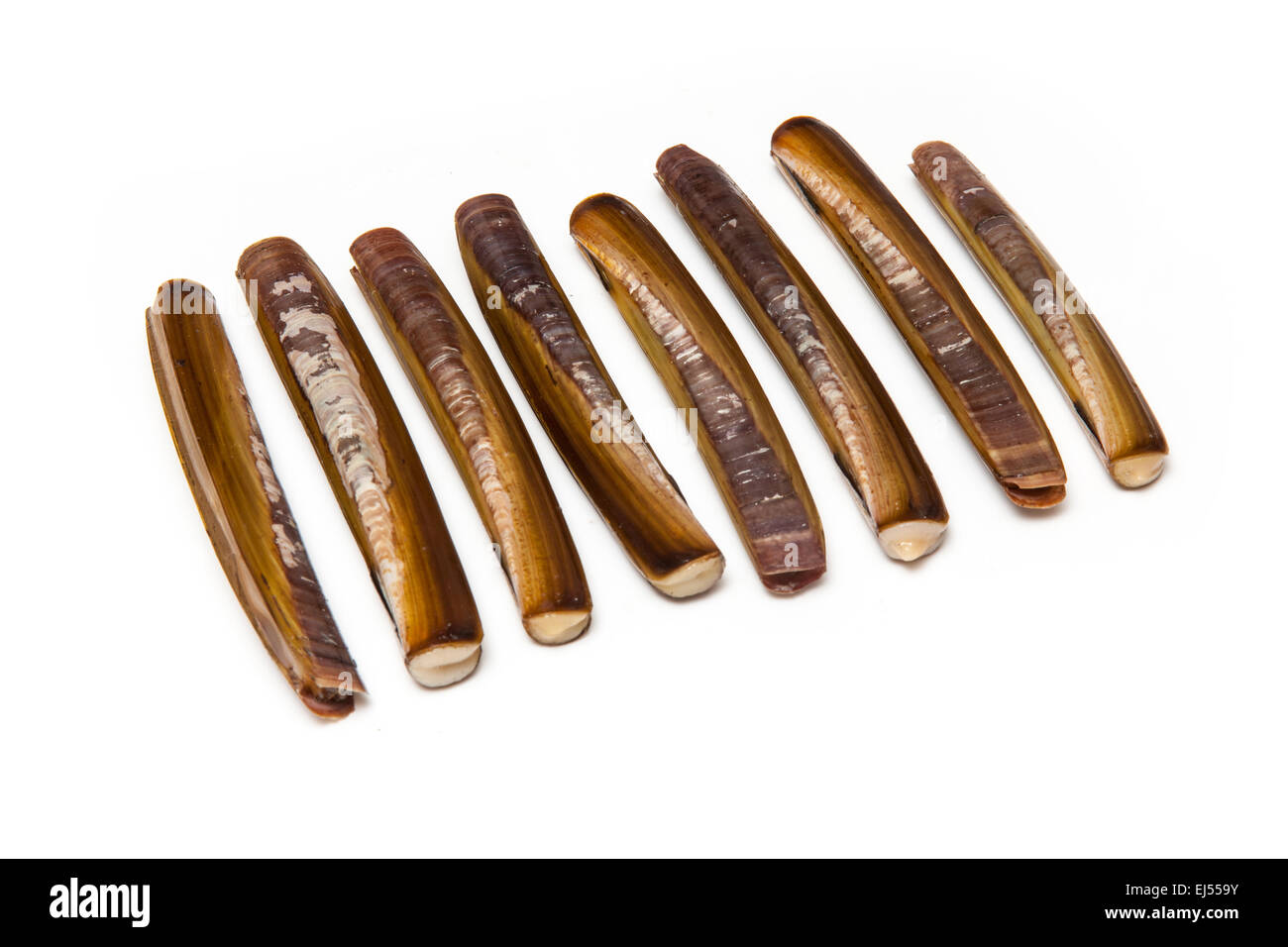 Raw Razor Clams isolated on a white studio background Stock Photo - Alamy