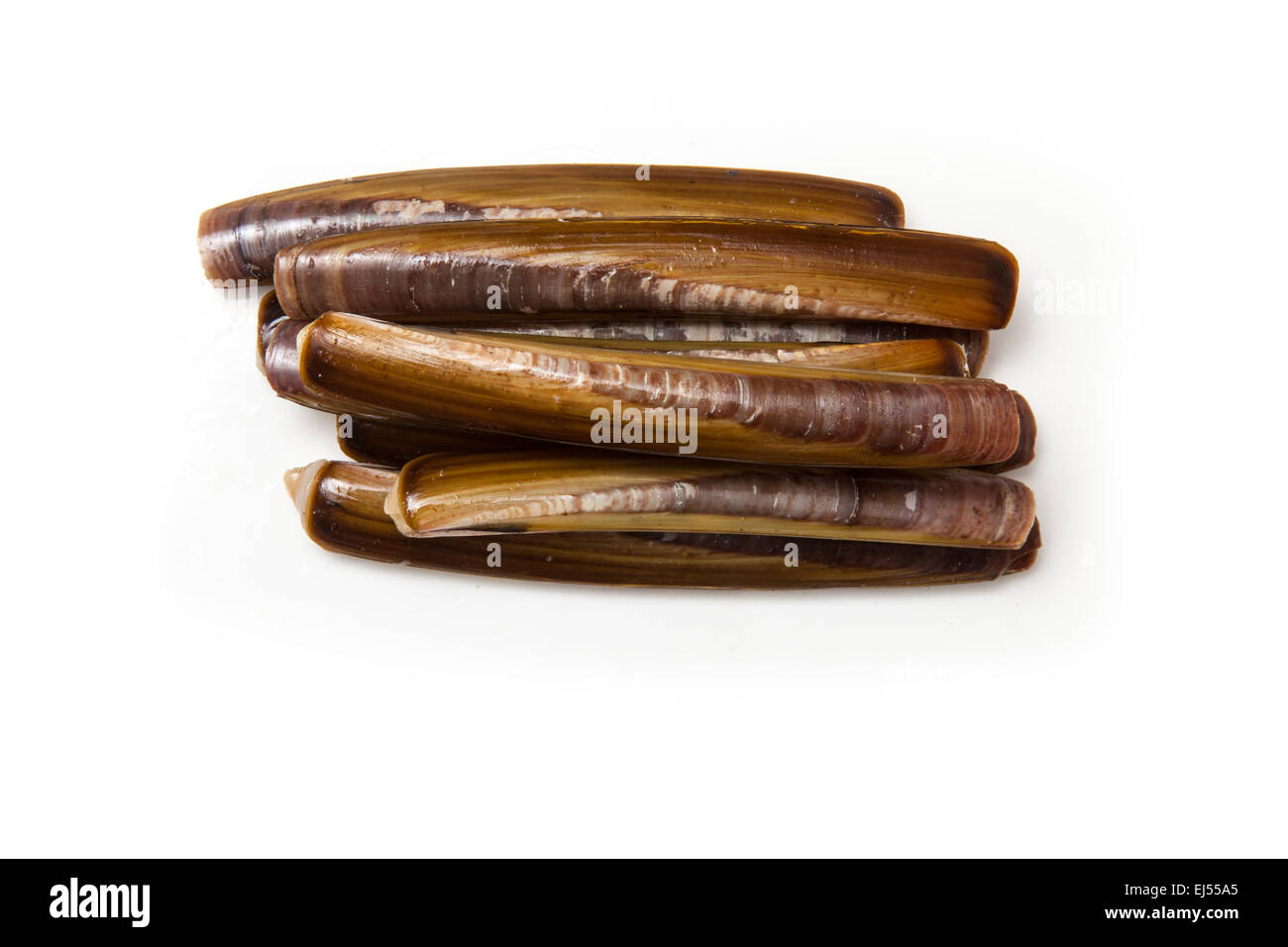 Raw Razor Clams isolated on a white studio background Stock Photo - Alamy