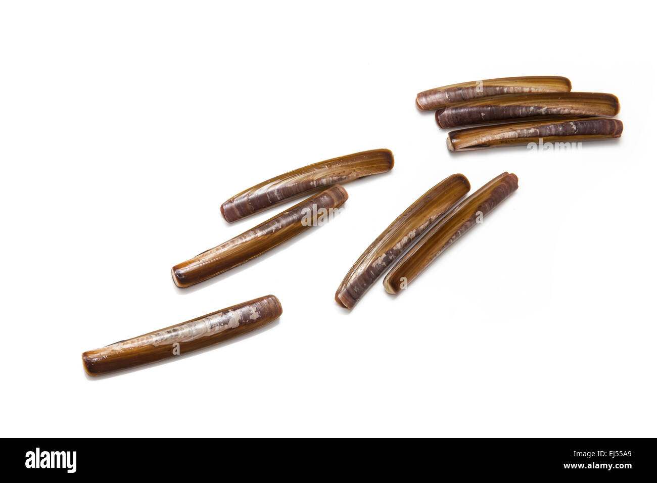 Raw Razor Clams isolated on a white studio background Stock Photo - Alamy