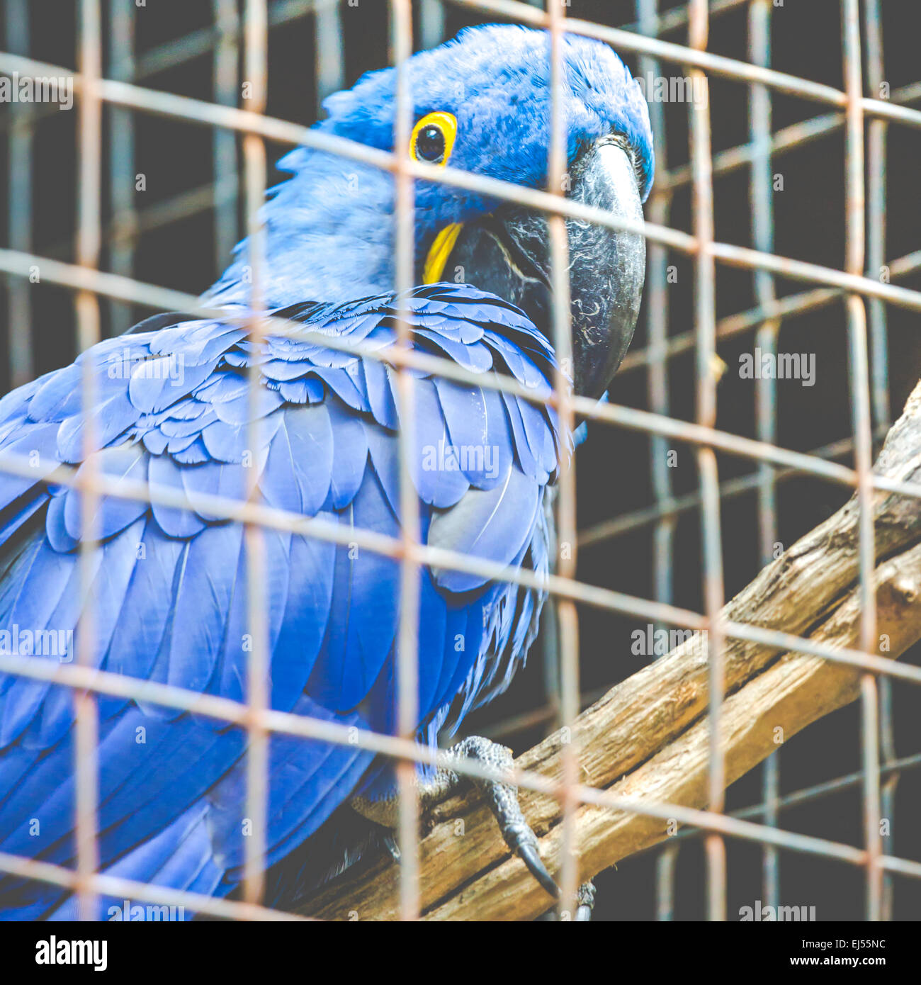 Parrot in zoo hi-res stock photography and images - Alamy