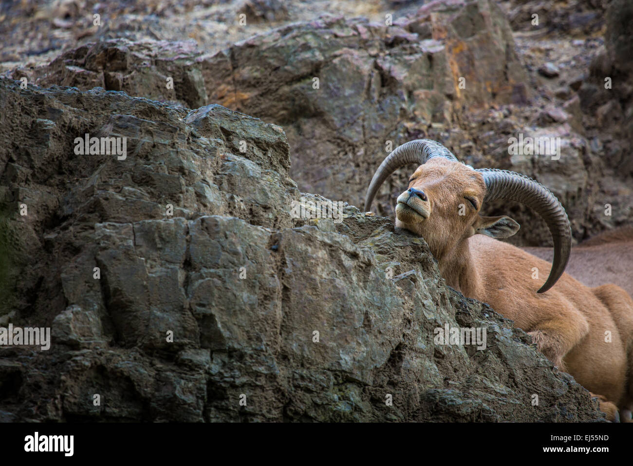 West caucasian tur goat Stock Photo - Alamy