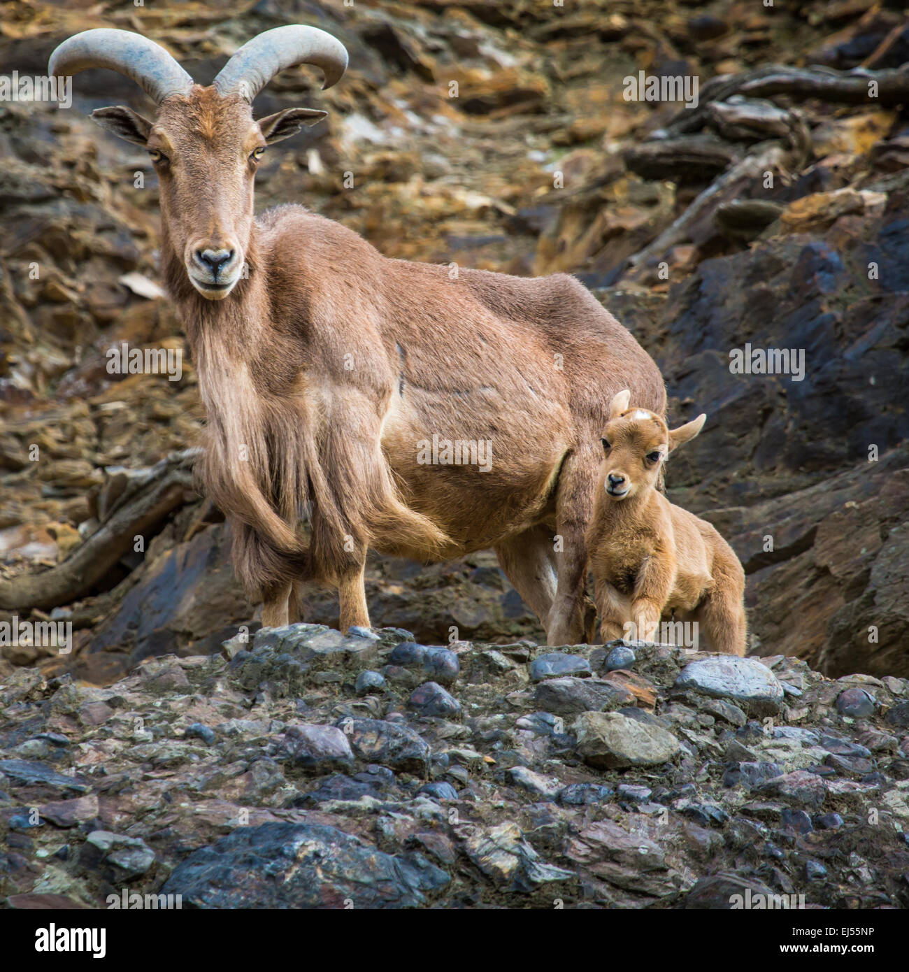 West caucasian tur hi-res stock photography and images - Alamy