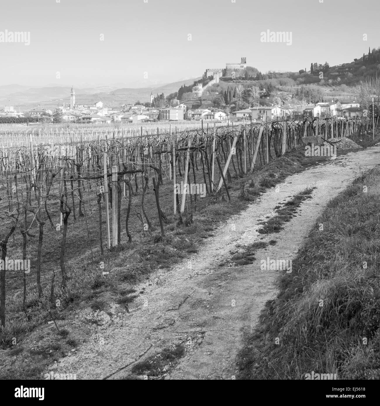 view of Soave (Italy) surrounded by vineyards that produce one of the ...