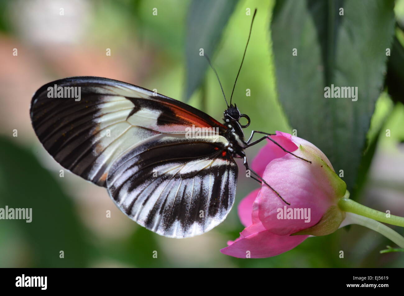 Butterfly on a rose Stock Photo - Alamy