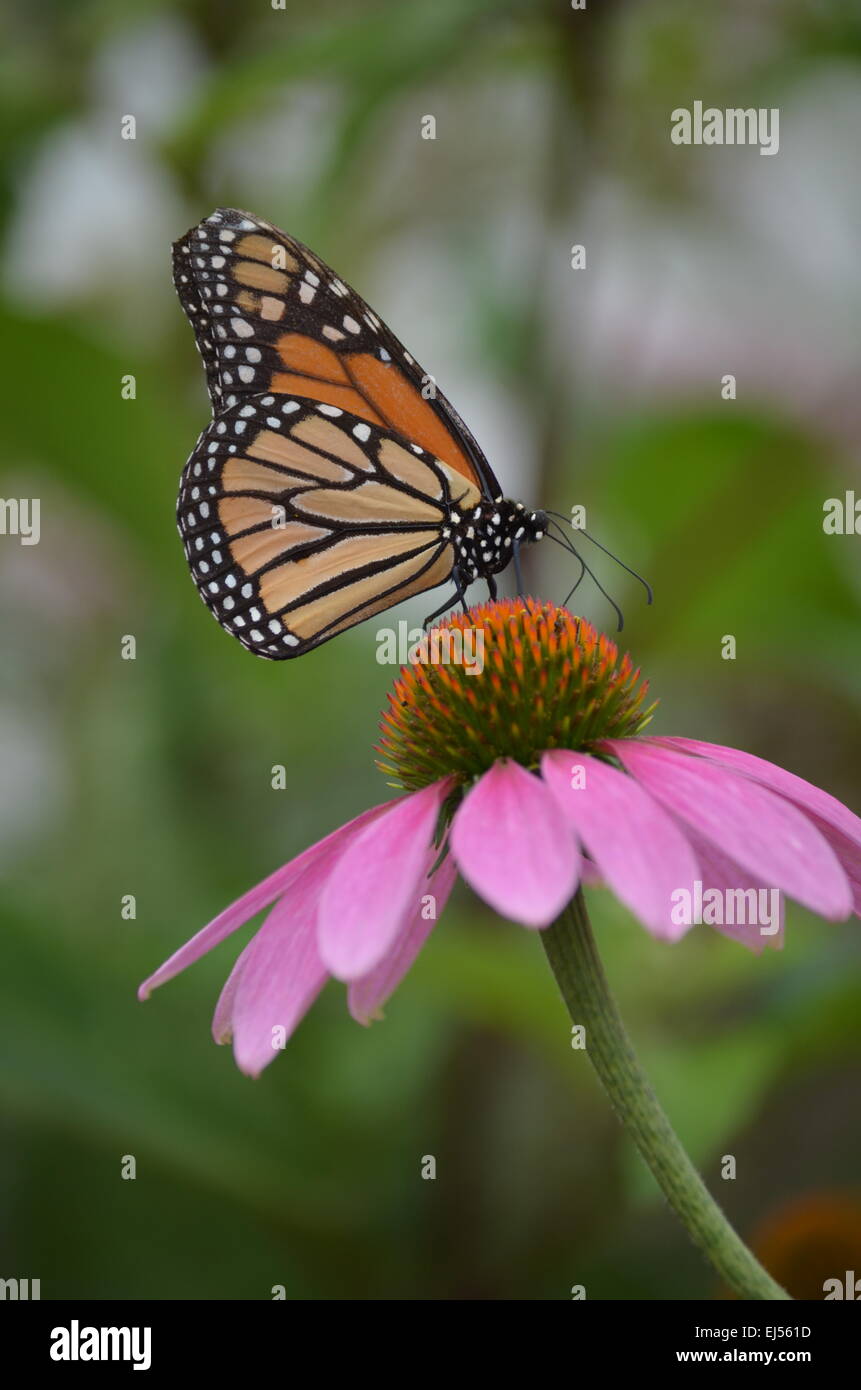 Monarch butterfly on a flower Stock Photo - Alamy