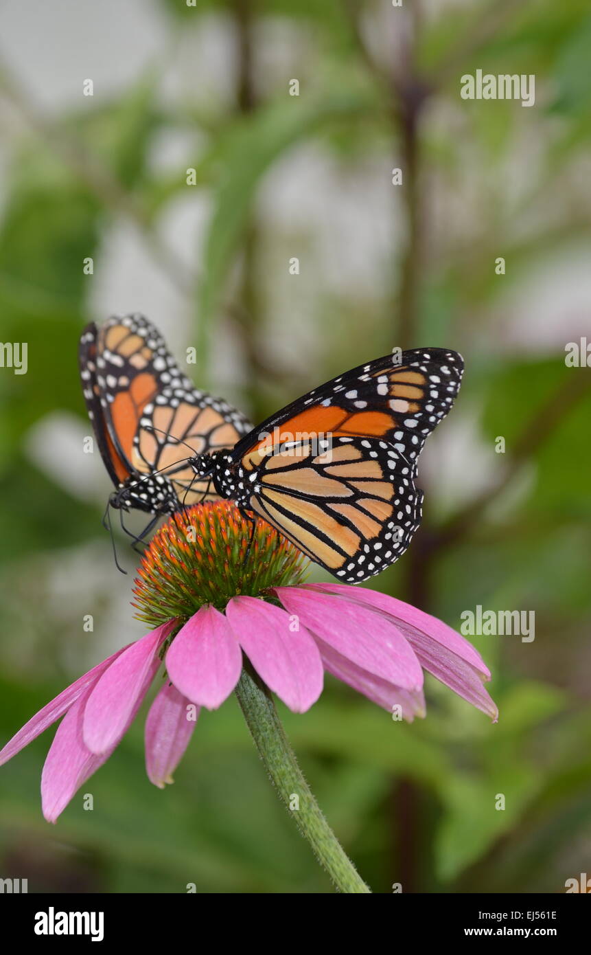 Two monarch butterflies Stock Photo - Alamy