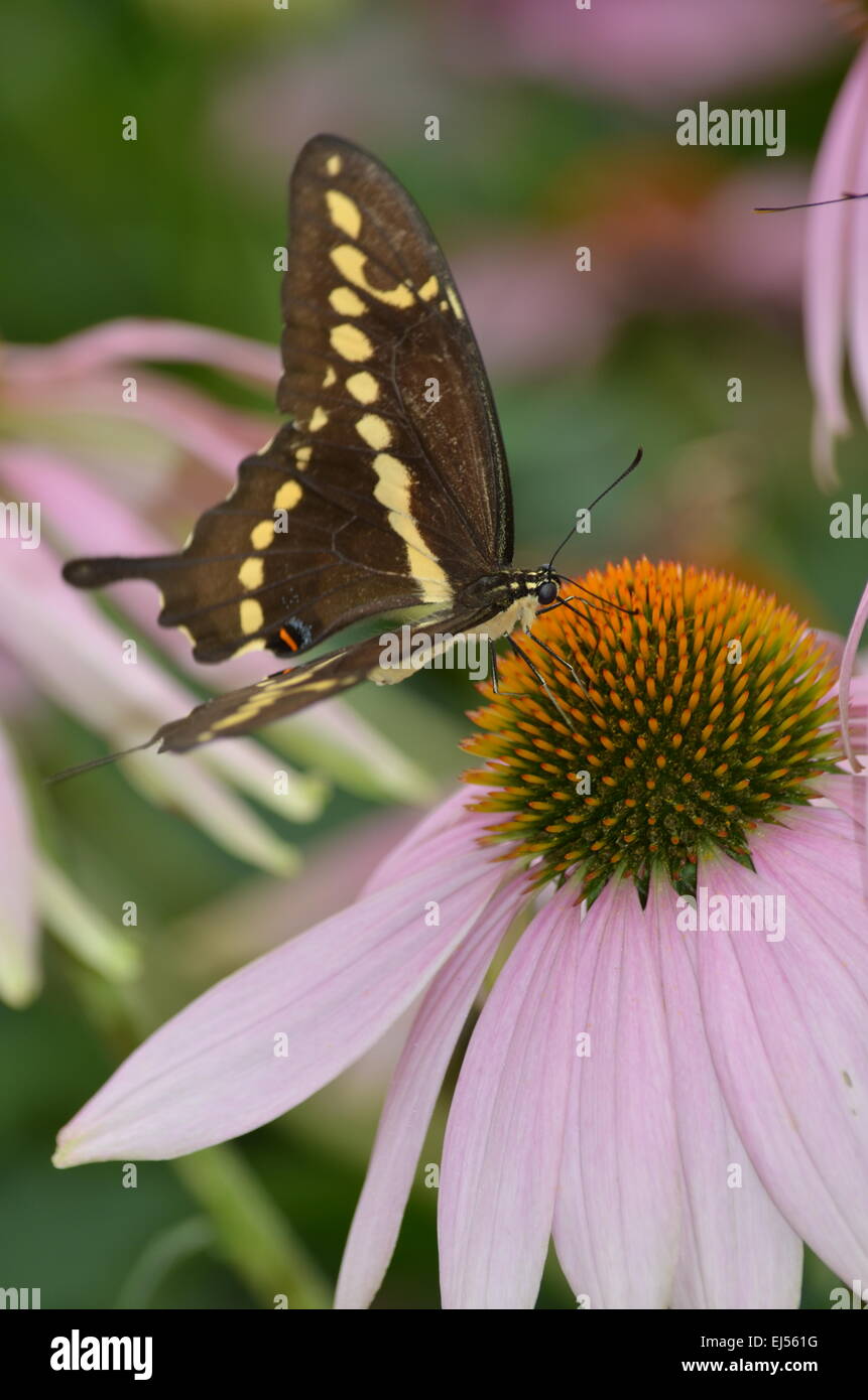 Butterfly full body hi-res stock photography and images - Alamy