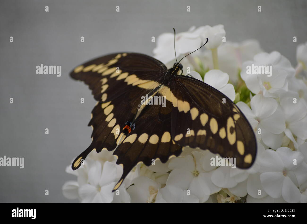 Giant swallowtail hi-res stock photography and images - Alamy