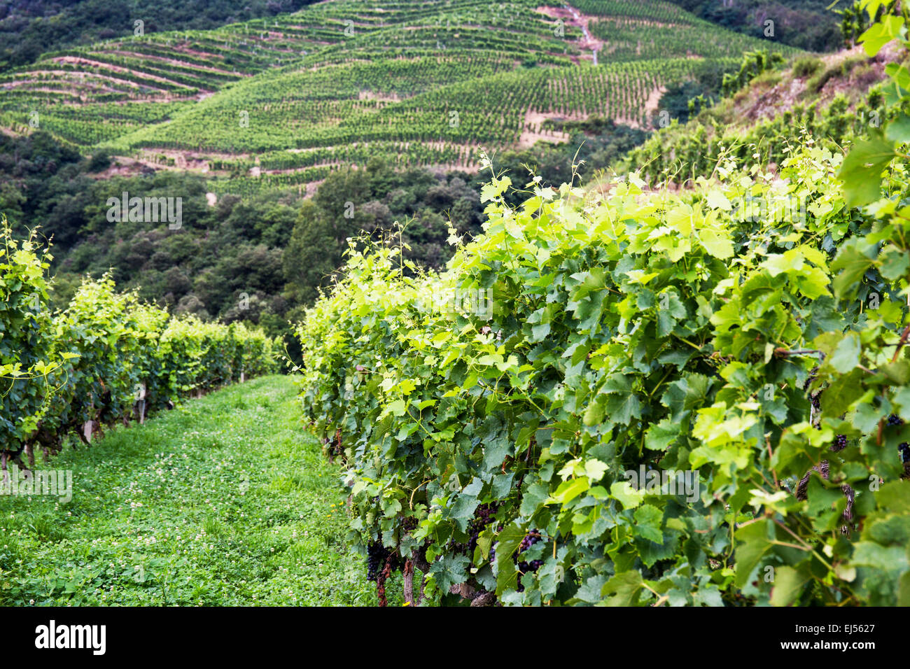 Crozes Hermitage vineyard, Northern Rhone, France, Europe Stock Photo ...